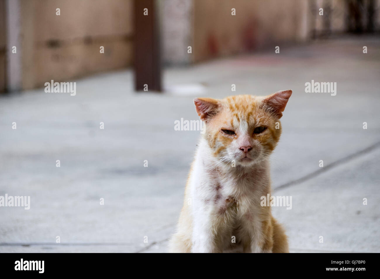 Sad animal hi-res stock photography and images - Alamy