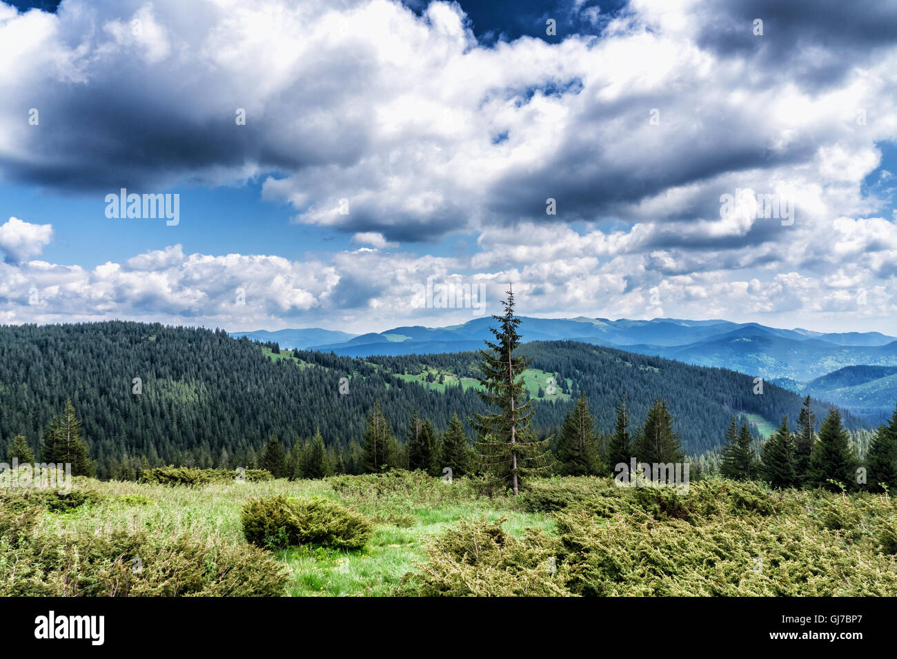 Mountain species on the route to Mount Hoverla Stock Photo - Alamy