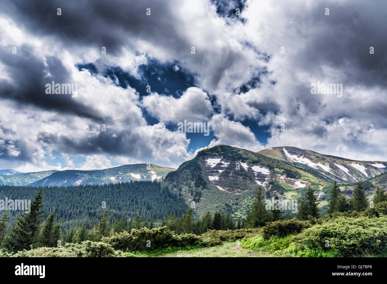 Mountain species on the route to Mount Hoverla Stock Photo - Alamy