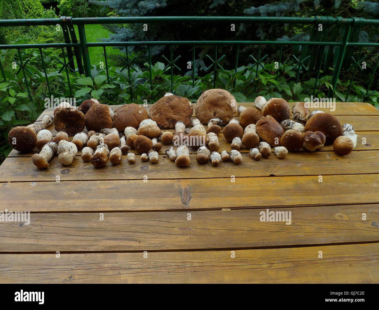 collection of fungi Stock Photo - Alamy