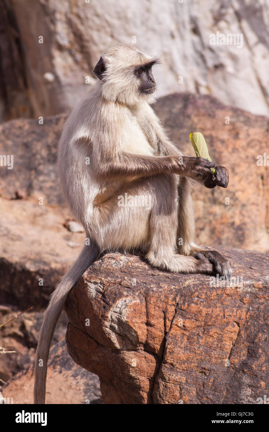 Indian Gray langurs or Hanuman langurs Monkey (Semnopithecus entellus ...