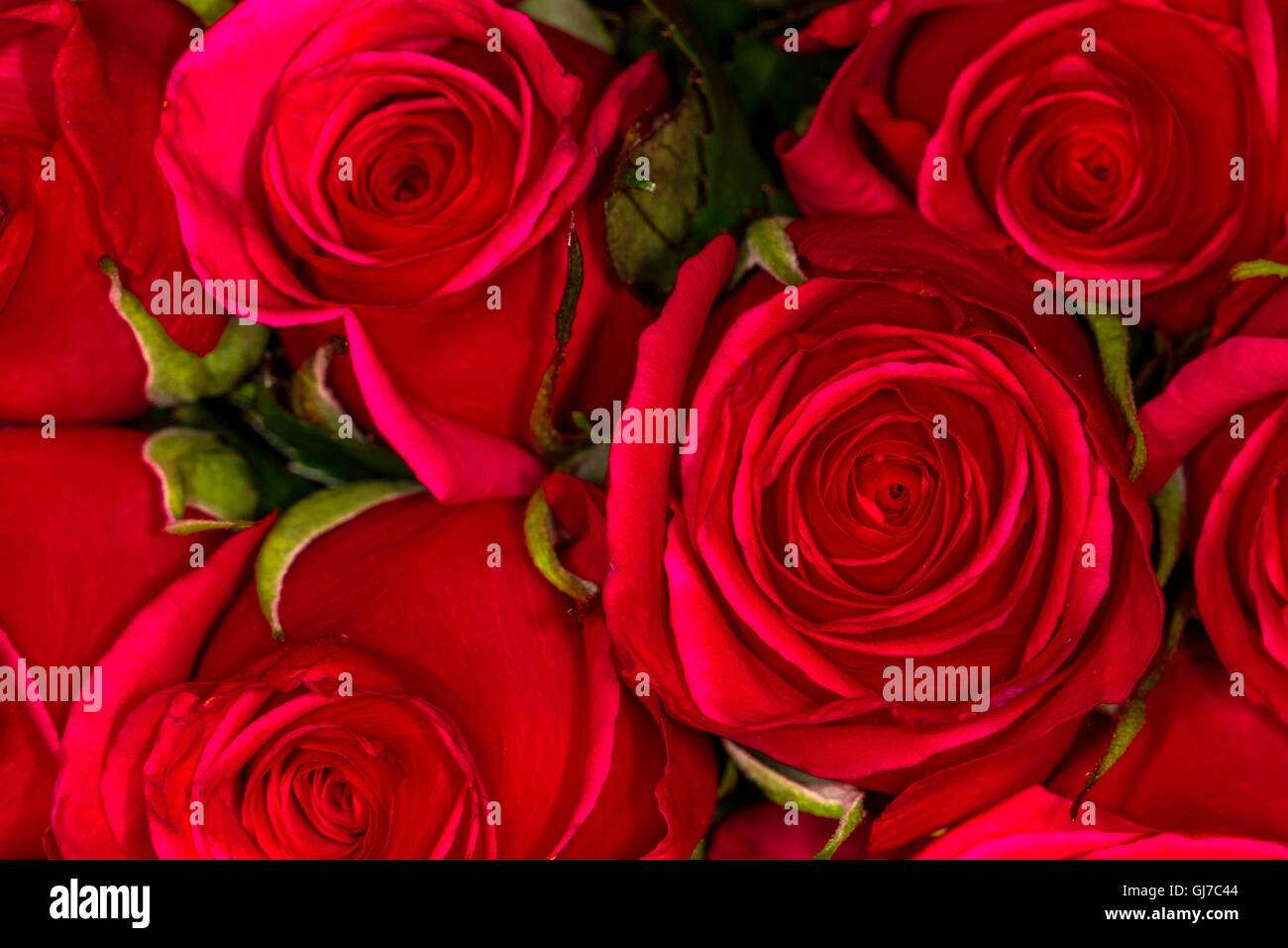 Close up of a bunch of red roses breaking bud viewed from above Stock ...