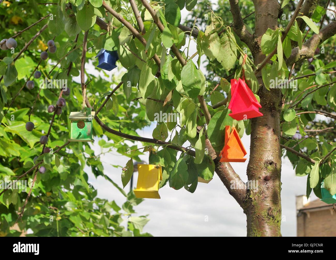 Bird houses all different color in a plum tree Stock Photo - Alamy