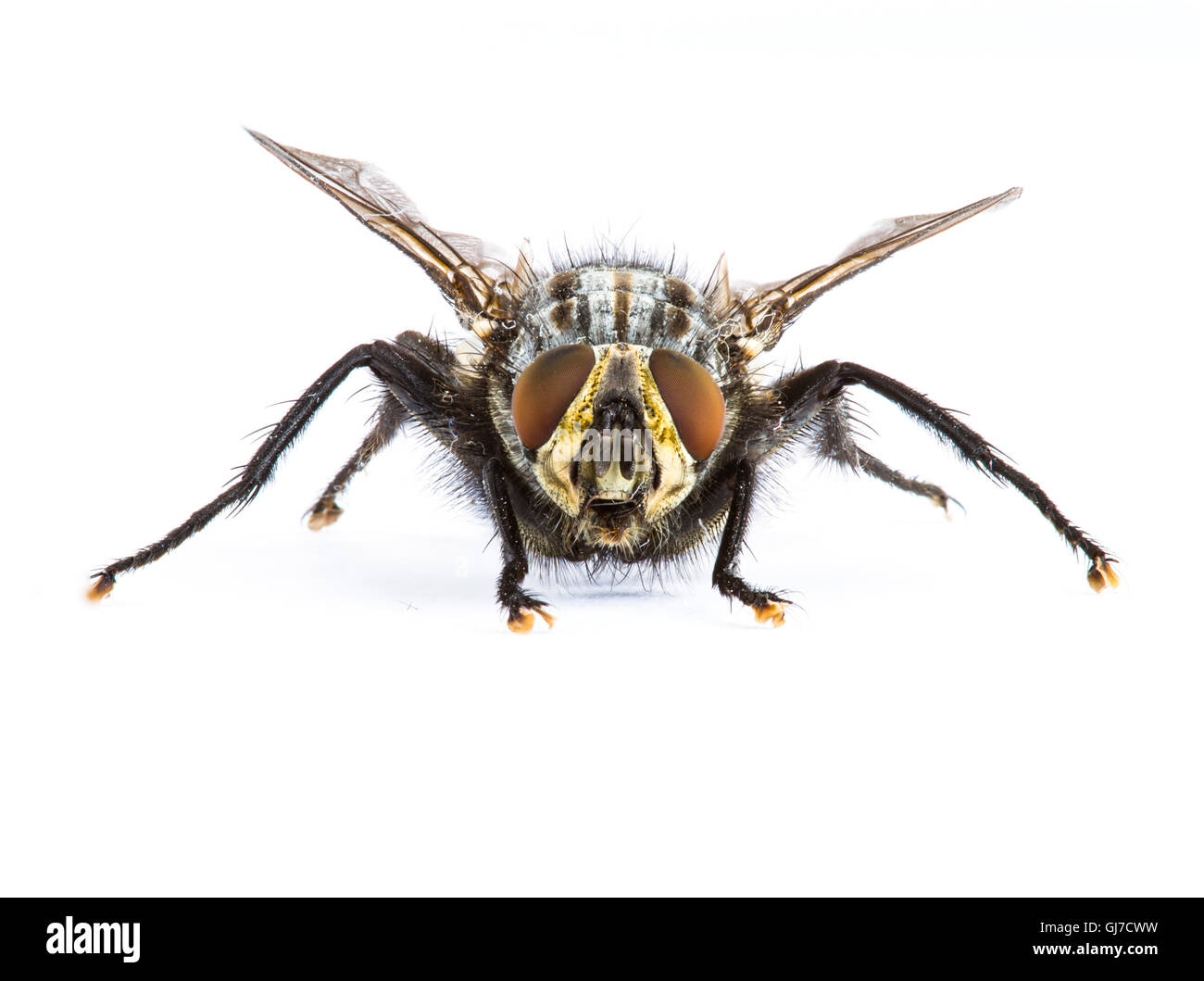 Large fly facing camera on plain background Stock Photo - Alamy