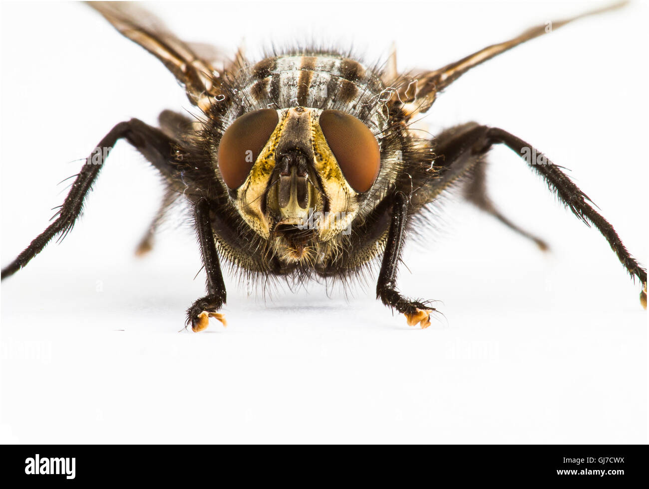 One eye facing camera Cut Out Stock Images & Pictures - Alamy