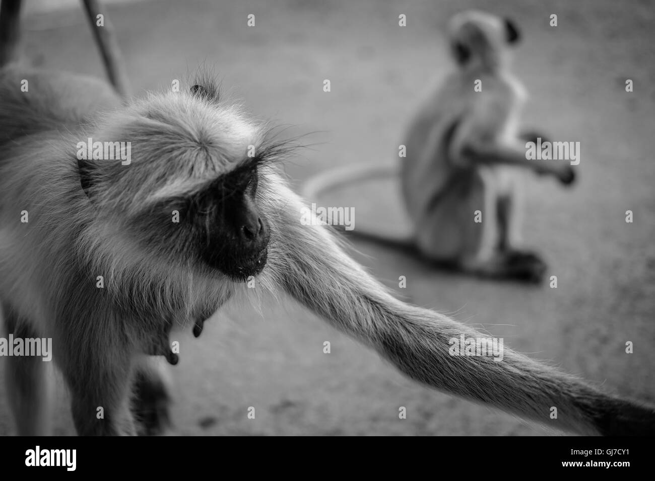 Indian monkeys hi-res stock photography and images - Alamy