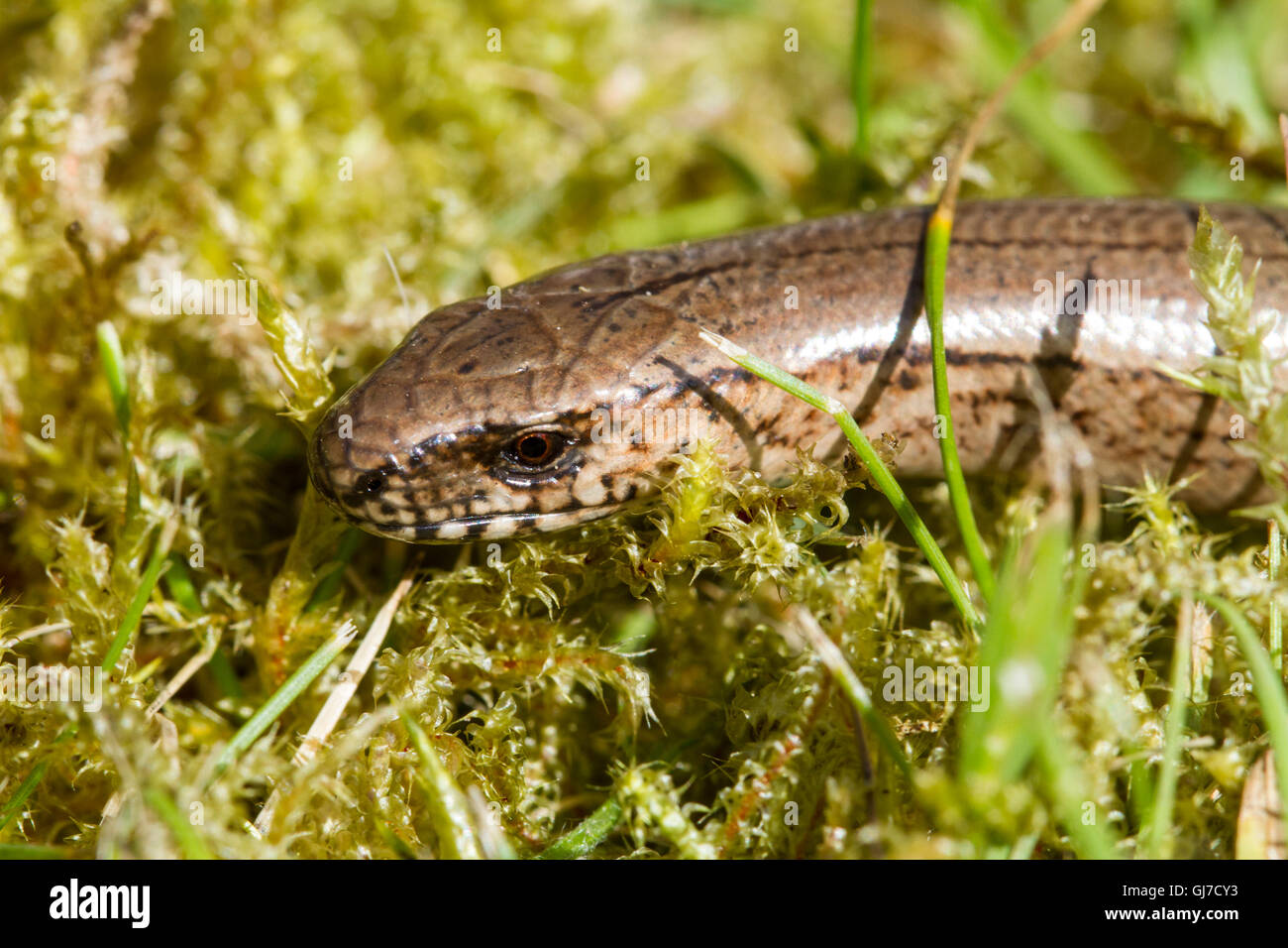 Close up of the head of a young slow worm (Anguis fragilis Stock Photo ...