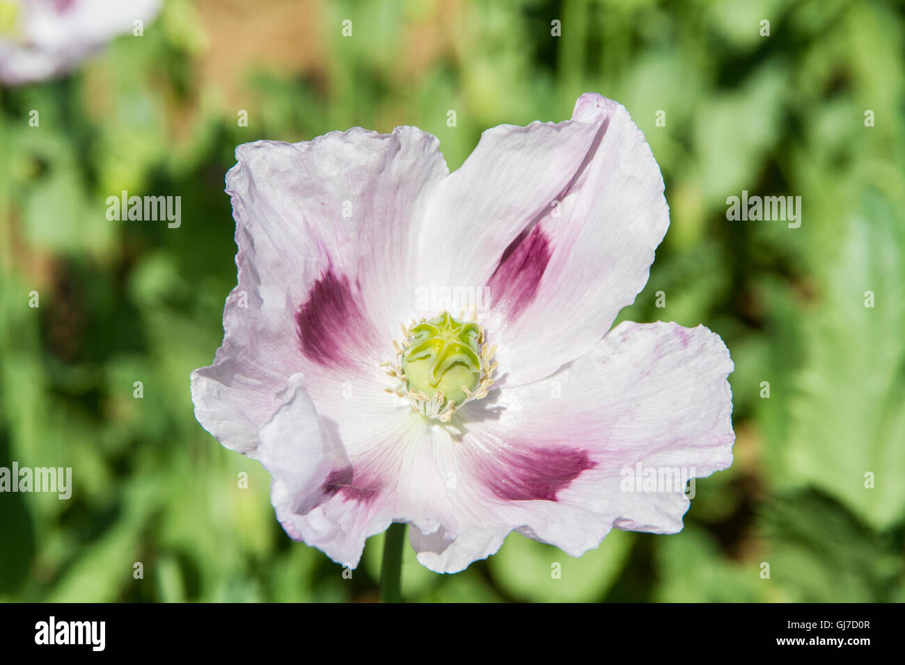 Opium poppy, Papaver somniferum grown for the production of medical ...