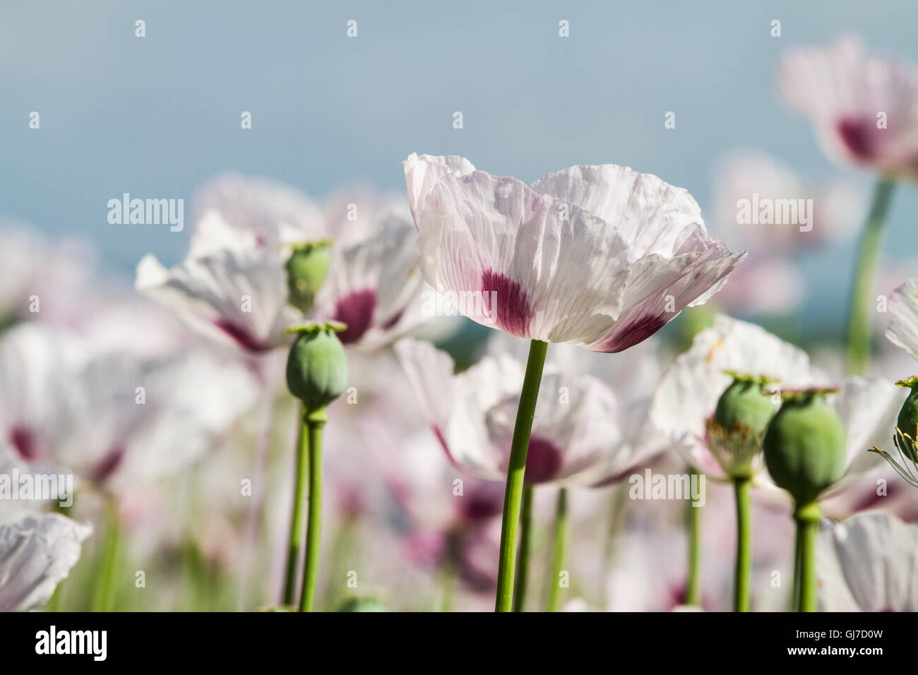 Opium poppy, Papaver somniferum grown for the production of medical ...