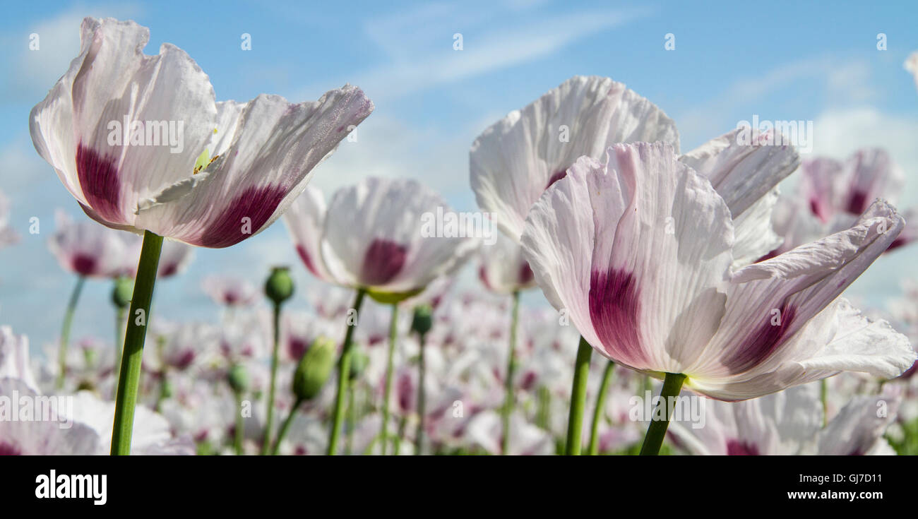 Opium poppy, Papaver somniferum grown for the production of medical ...