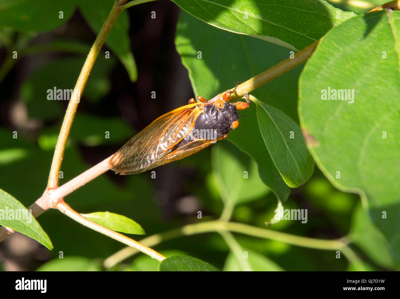 Cicadas hi-res stock photography and images - Alamy