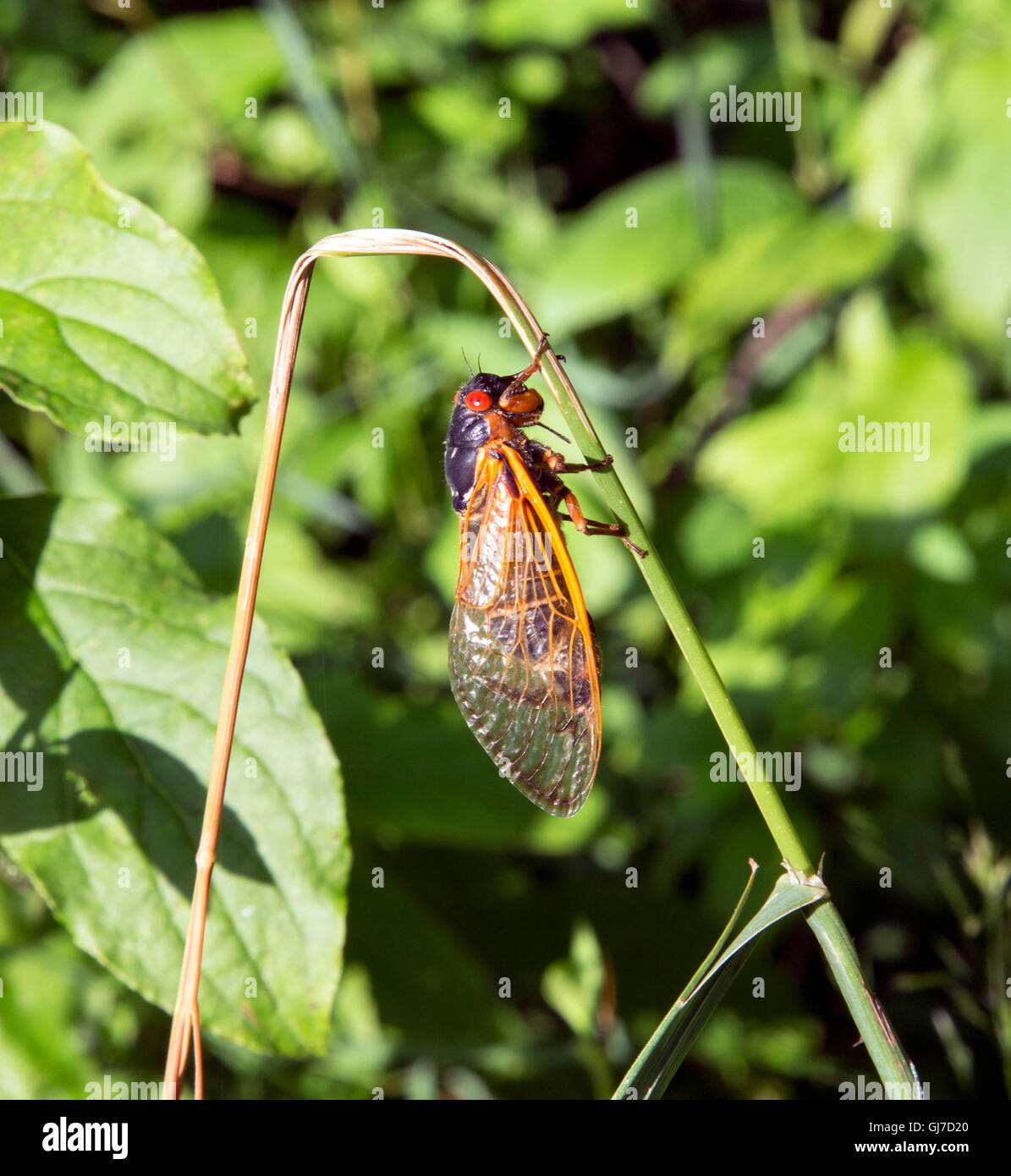 brood v 17 year cicadas Stock Photo - Alamy