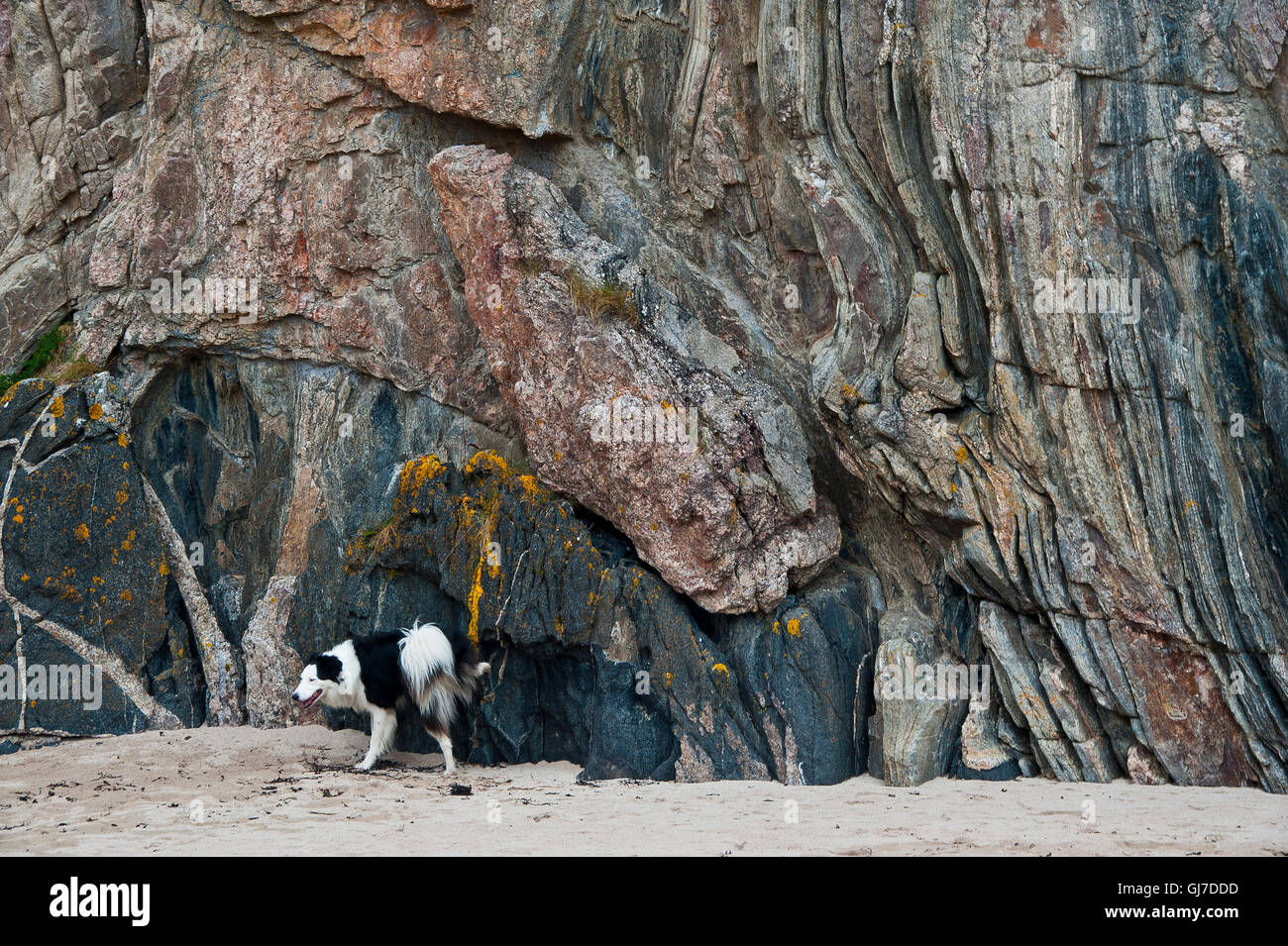 border collie urinating against Lewisian gneiss, the oldest rocks in ...