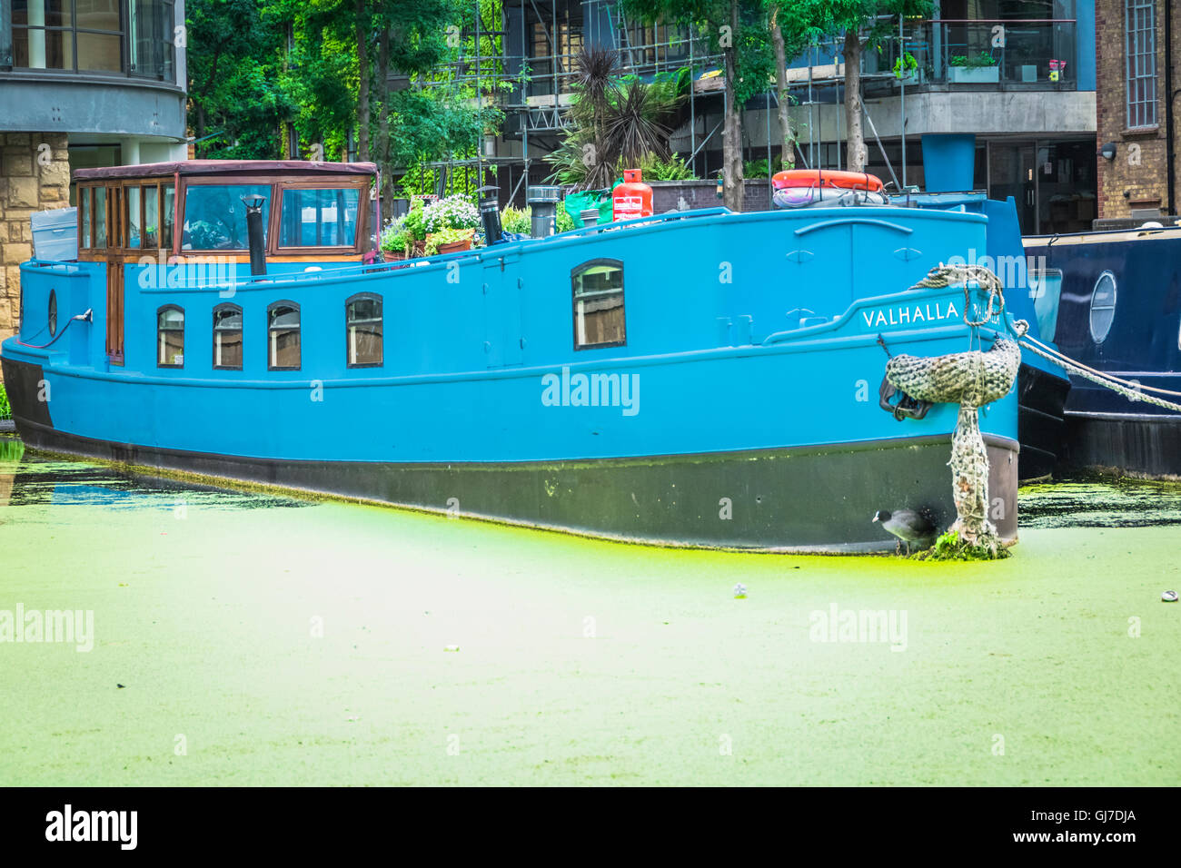 A blue barge surrounded by thick green algae in Battlebridge Basin near ...