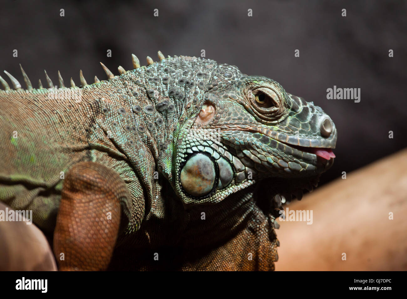 Iguana iguana rhinolopha hi-res stock photography and images - Alamy