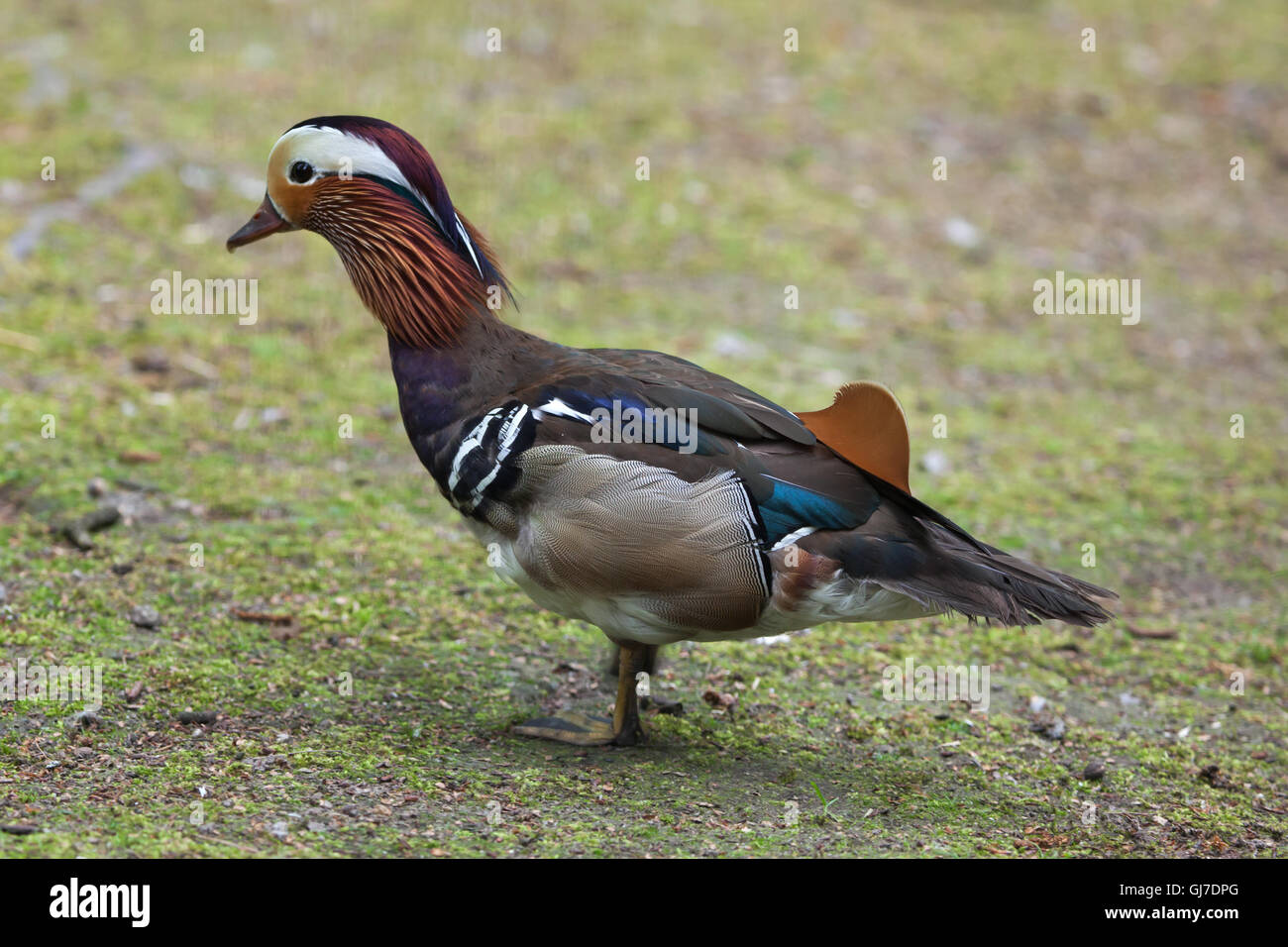 Chinese mandarin duck hi-res stock photography and images - Alamy