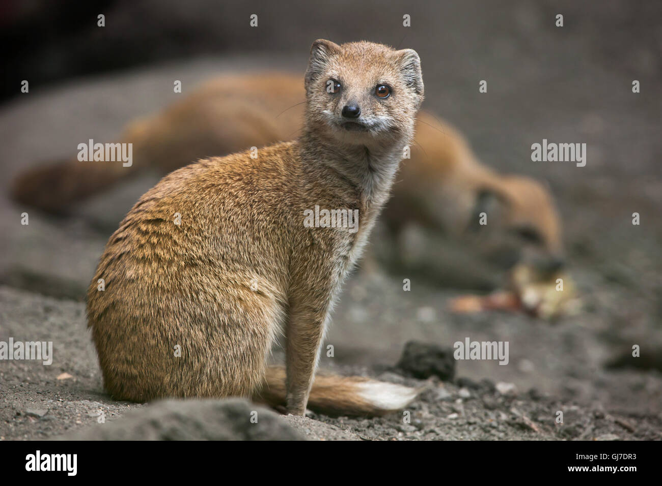 Zoo decin hi-res stock photography and images - Alamy