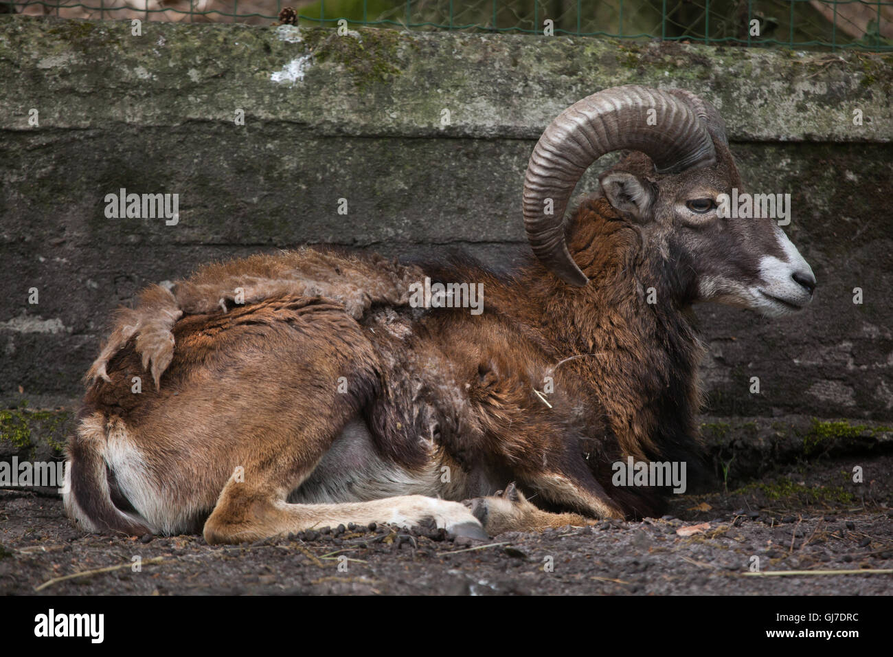 European mouflon (Ovis orientalis musimon) at Decin Zoo in North ...
