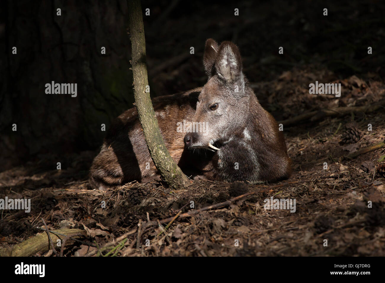 Siberian musk deer hi-res stock photography and images - Alamy