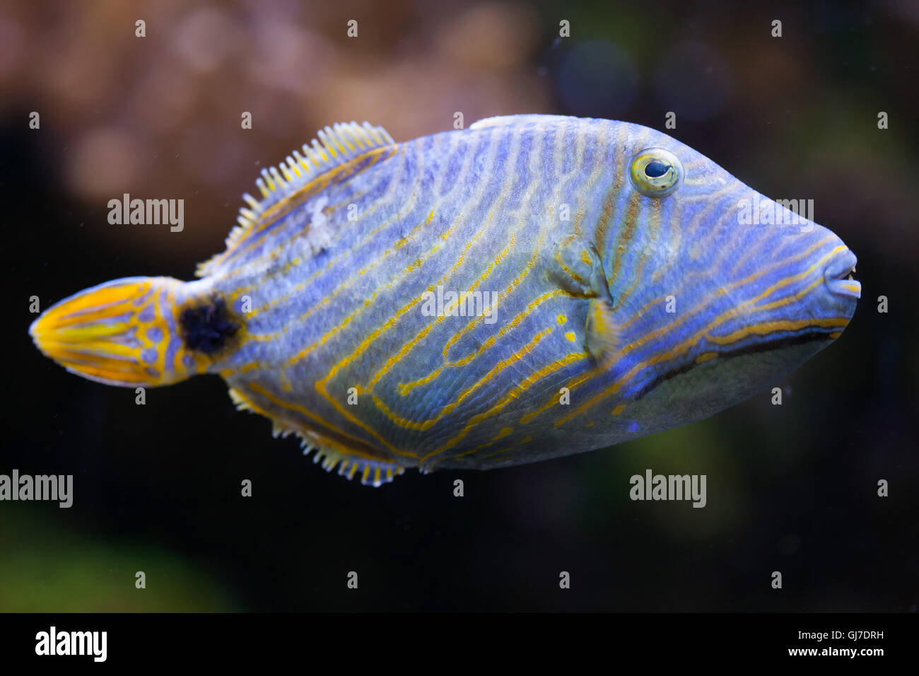 Orange-lined triggerfish (Balistapus undulatus Stock Photo - Alamy