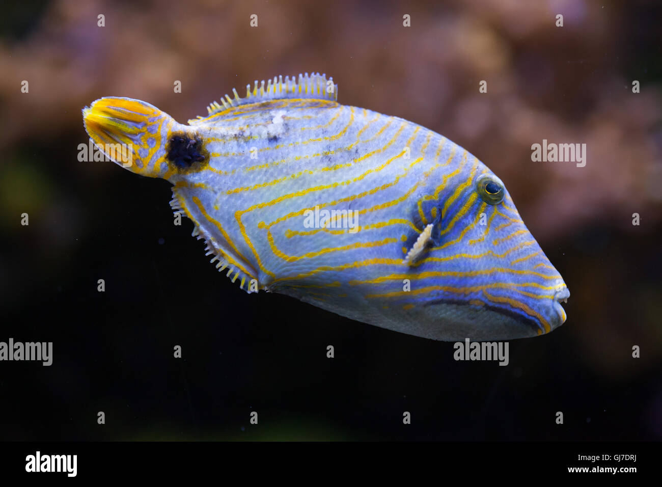 Orange lined triggerfish fish hi-res stock photography and images - Alamy