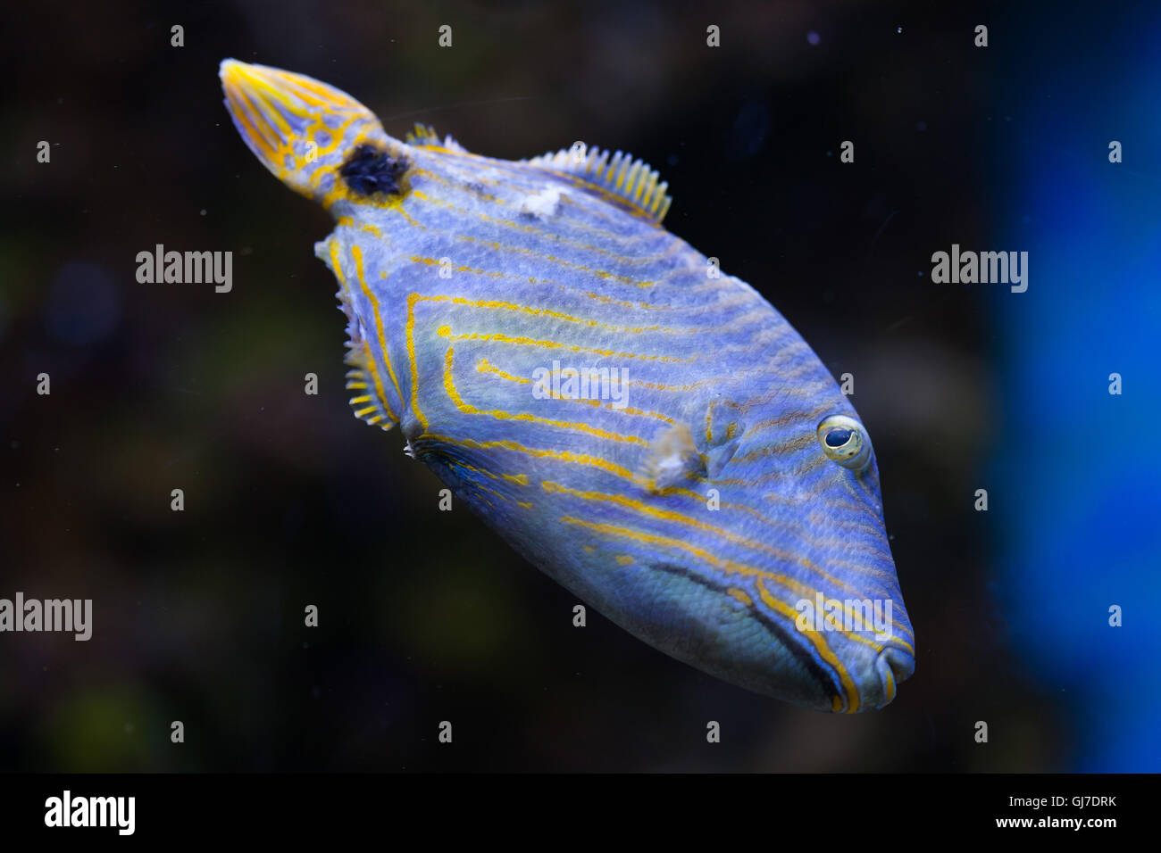 Orange-lined triggerfish (Balistapus undulatus Stock Photo - Alamy