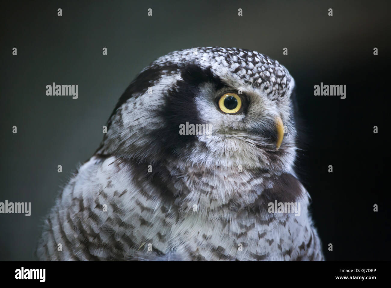Northern hawk-owl (Surnia ulula Stock Photo - Alamy