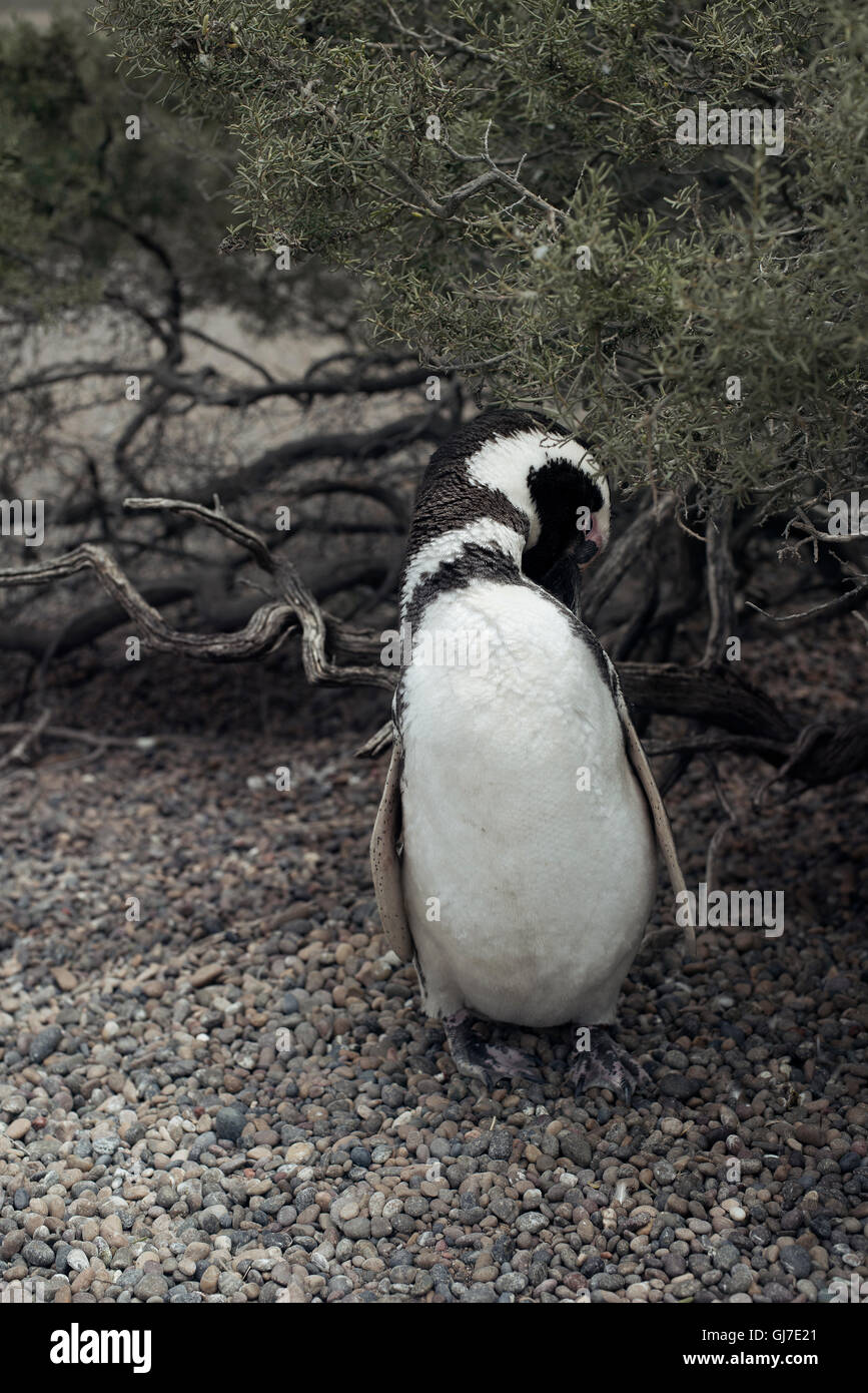 Pingu hi-res stock photography and images - Alamy