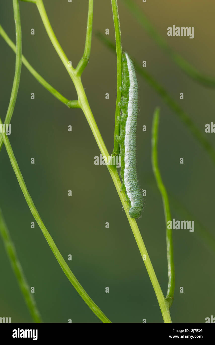 Aurorafalter, Raupen, Raupe, Aurora-Falter, Anthocharis cardamines ...