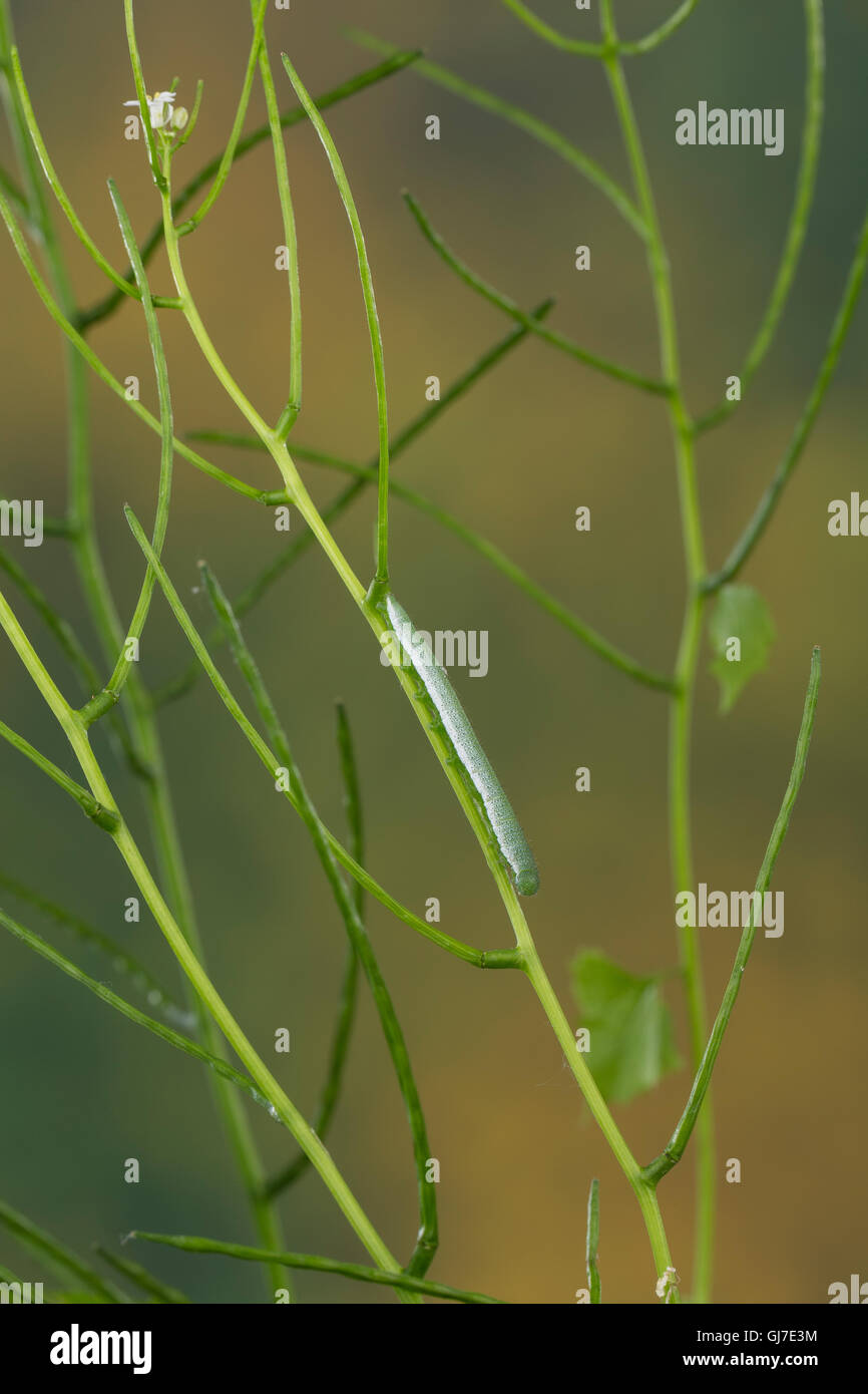 Aurorafalter, Raupen, Raupe, Aurora-Falter, Anthocharis cardamines ...