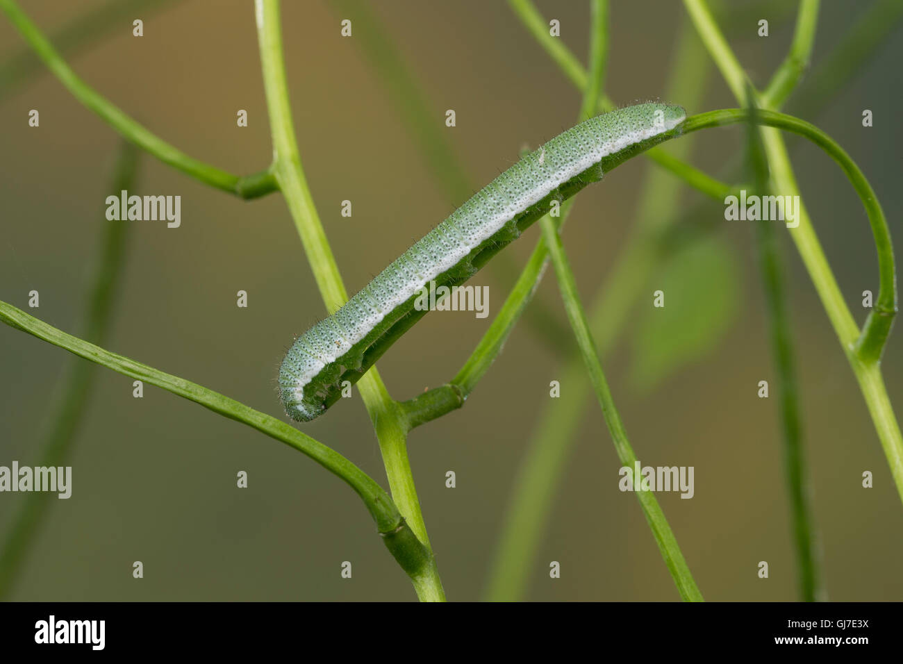 Aurorafalter, Raupen, Raupe, Aurora-Falter, Anthocharis cardamines ...