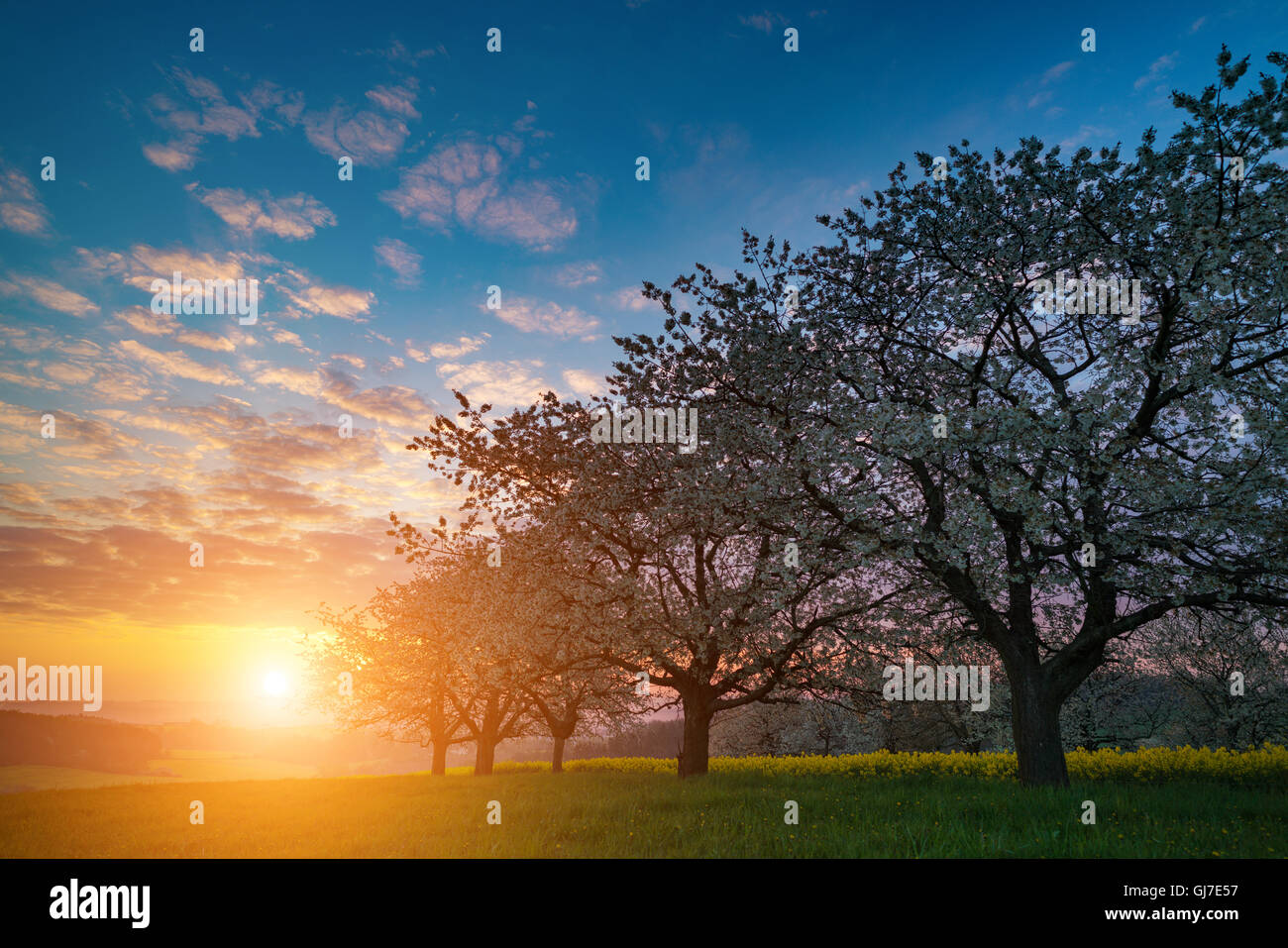 Sunrise with trees hi-res stock photography and images - Alamy