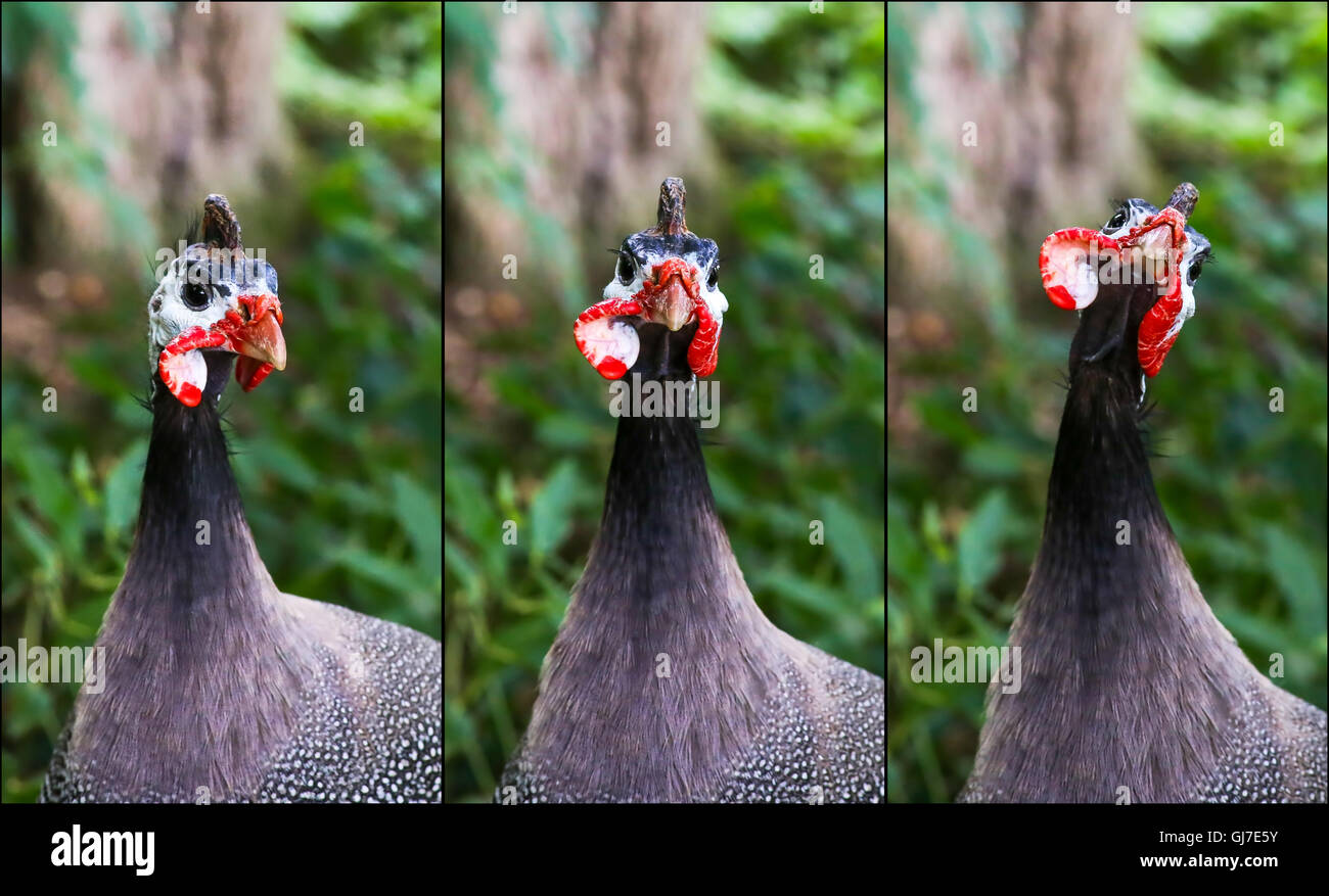 Portrait Collage of Helmeted Guineafowl Numidia Meleagris Numididae ...