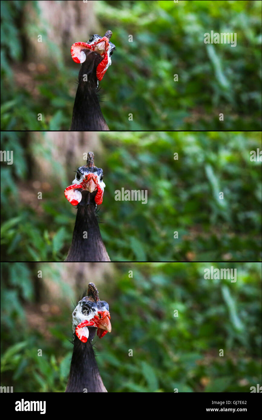Portrait Collage of Helmeted Guineafowl Numidia Meleagris Numididae ...