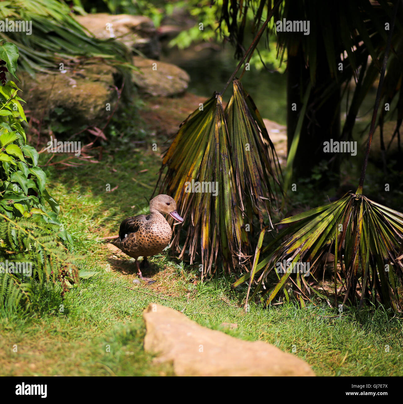 Madagascar duck hi-res stock photography and images - Alamy