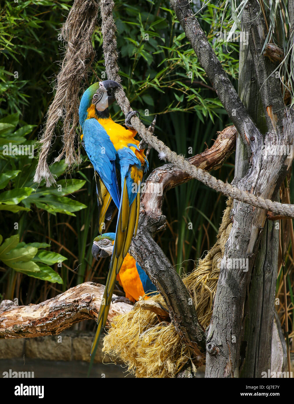 A pair of blue-and-yellow macaws - ara ararauna - blue-and-gold climbing on the rope Stock Photo ...