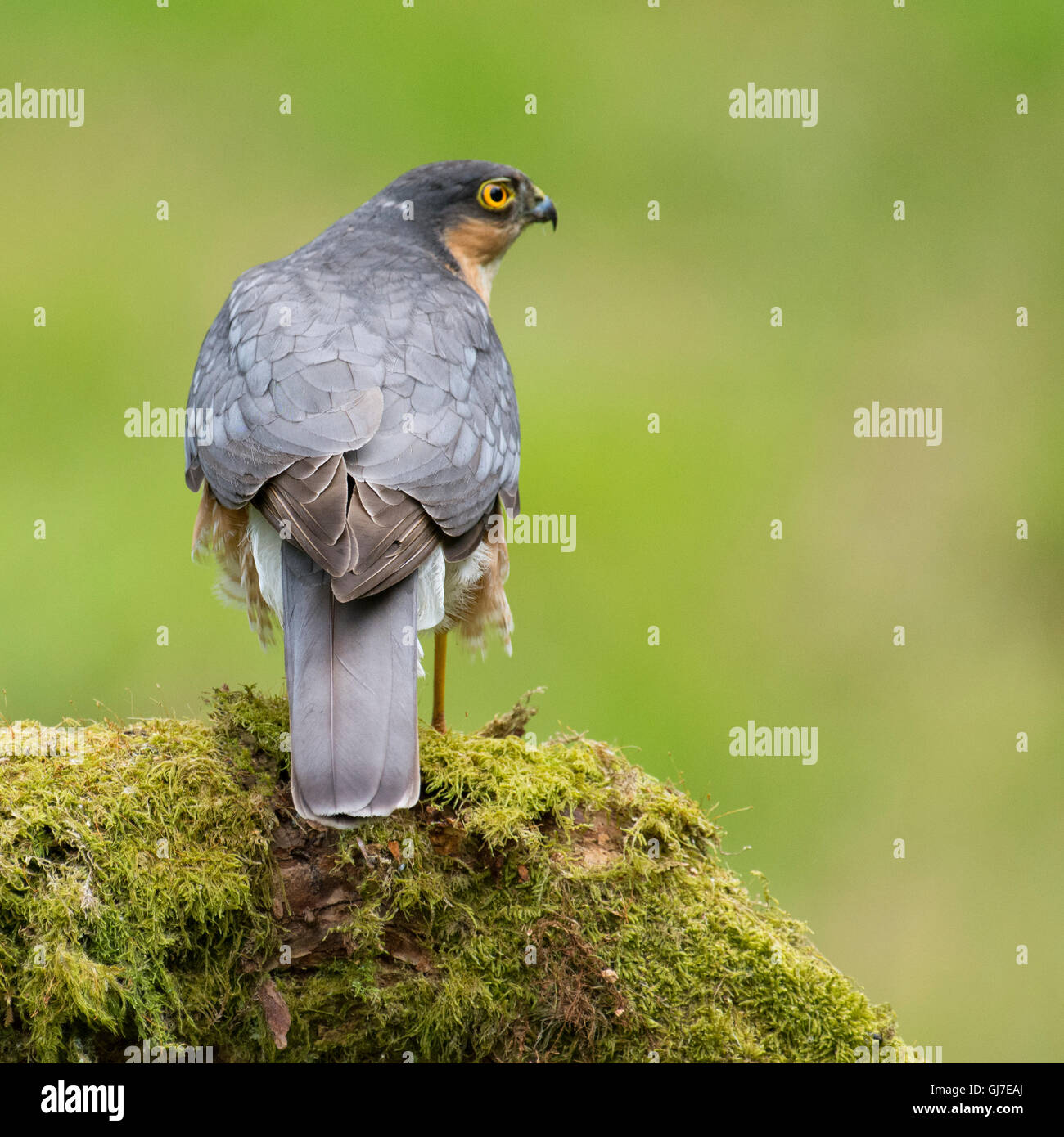 Blue male sparrow hawk hi-res stock photography and images - Alamy