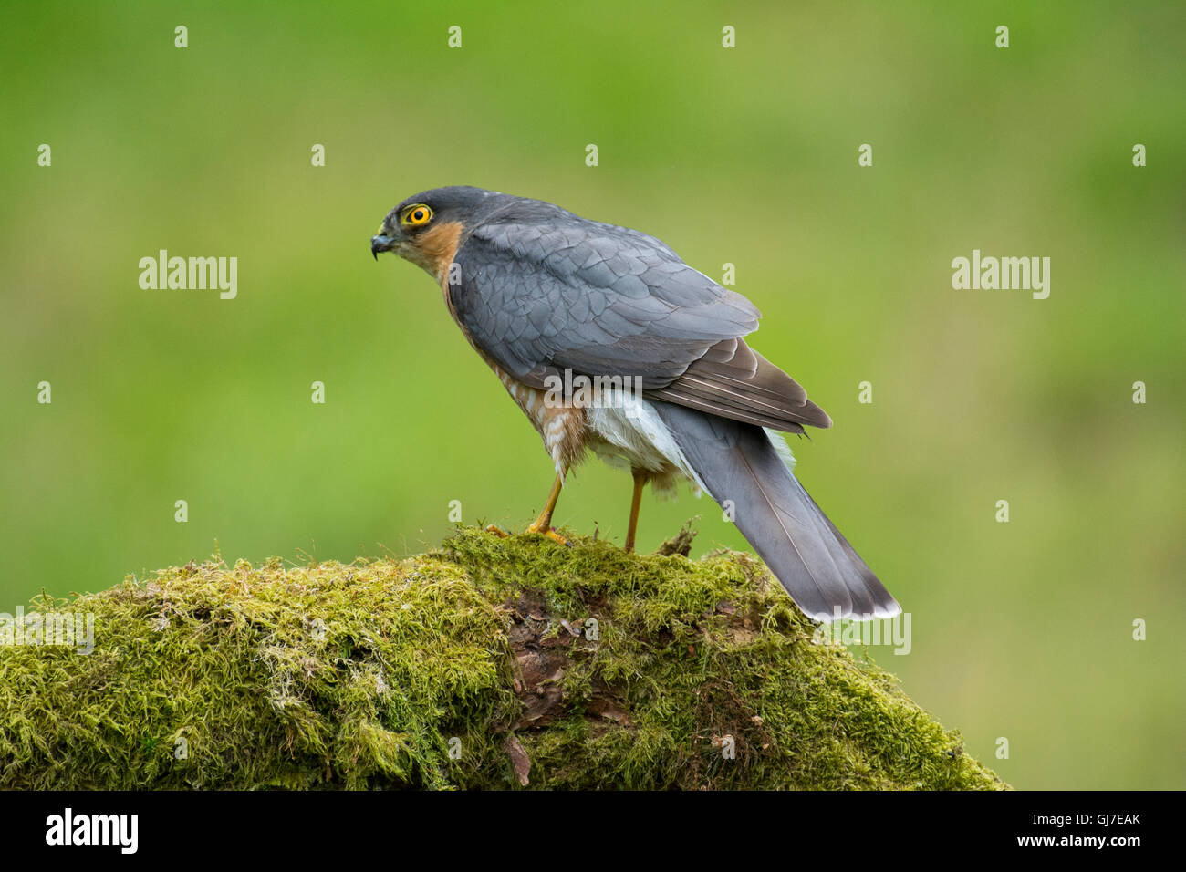 Blue male sparrow hawk hi-res stock photography and images - Alamy