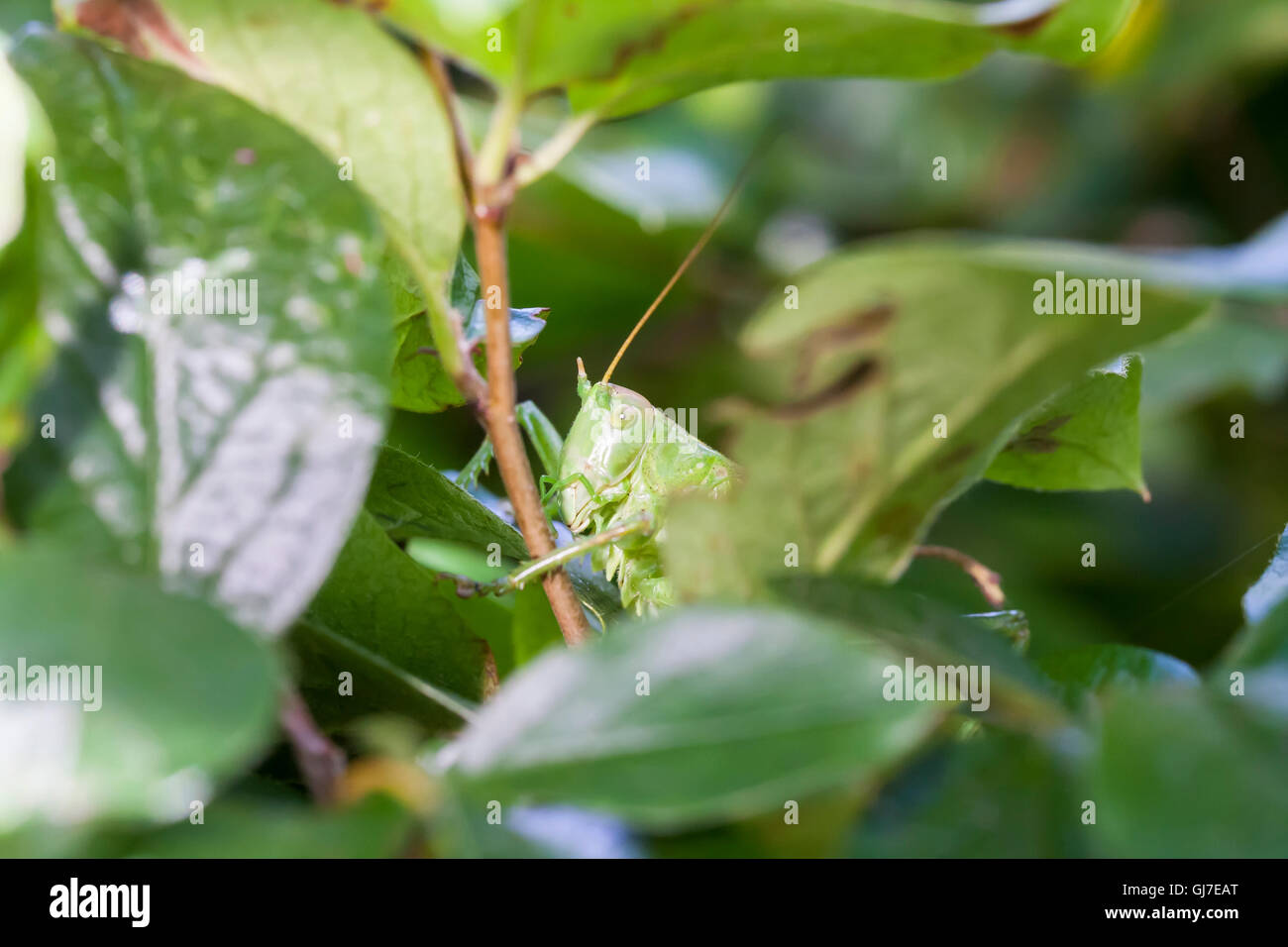 Large green grasshopper on a tree branch behind leaves Stock Photo - Alamy