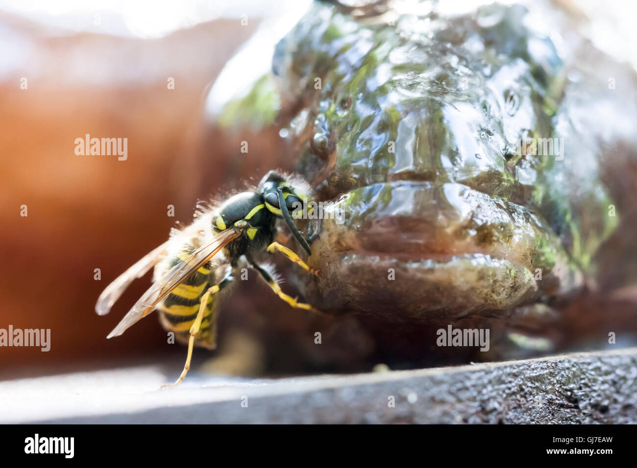 Closeup of a hornet tasting a fresh fish Stock Photo - Alamy