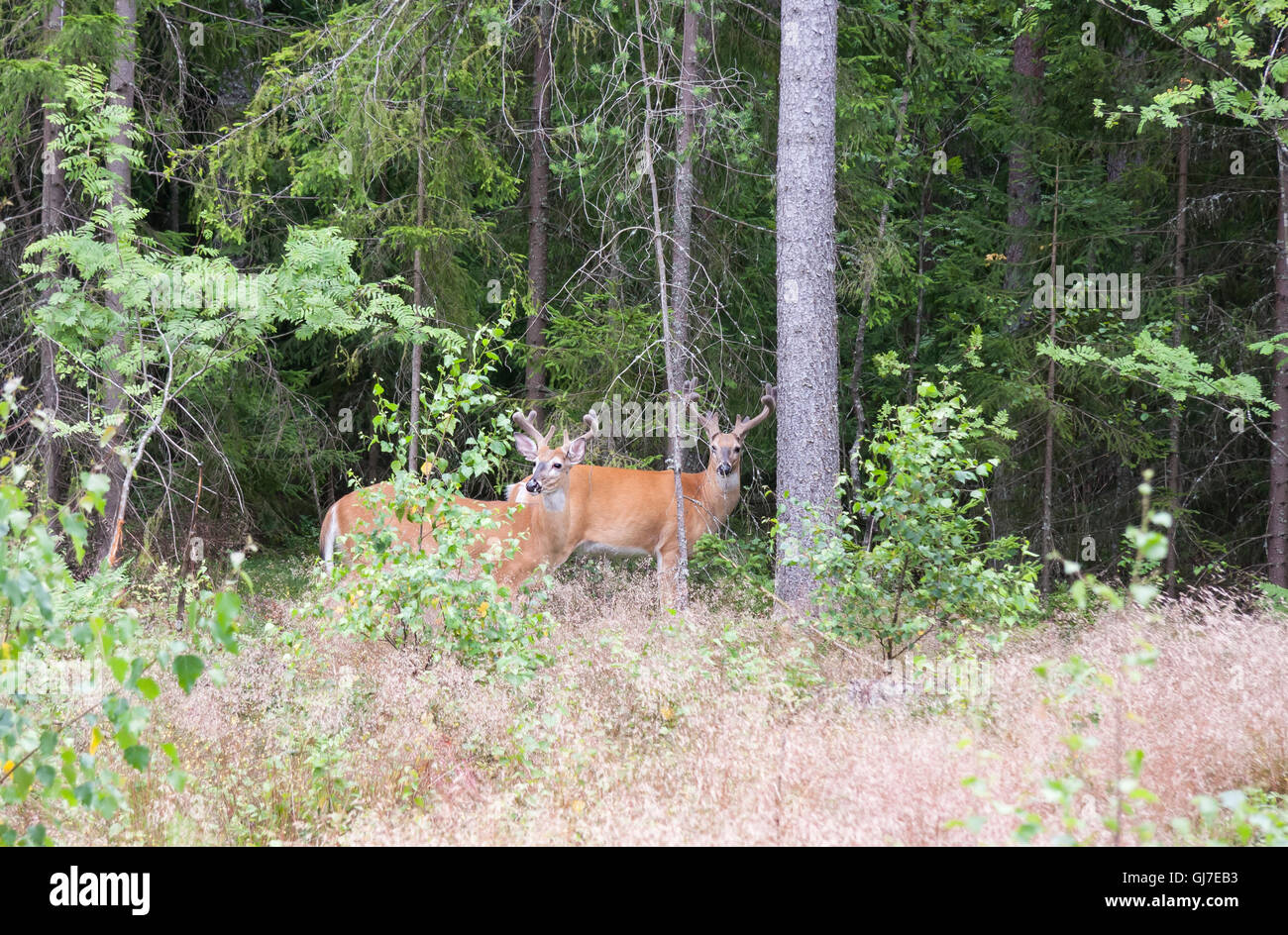 Wild white tailed deer in forest in summer Stock Photo - Alamy