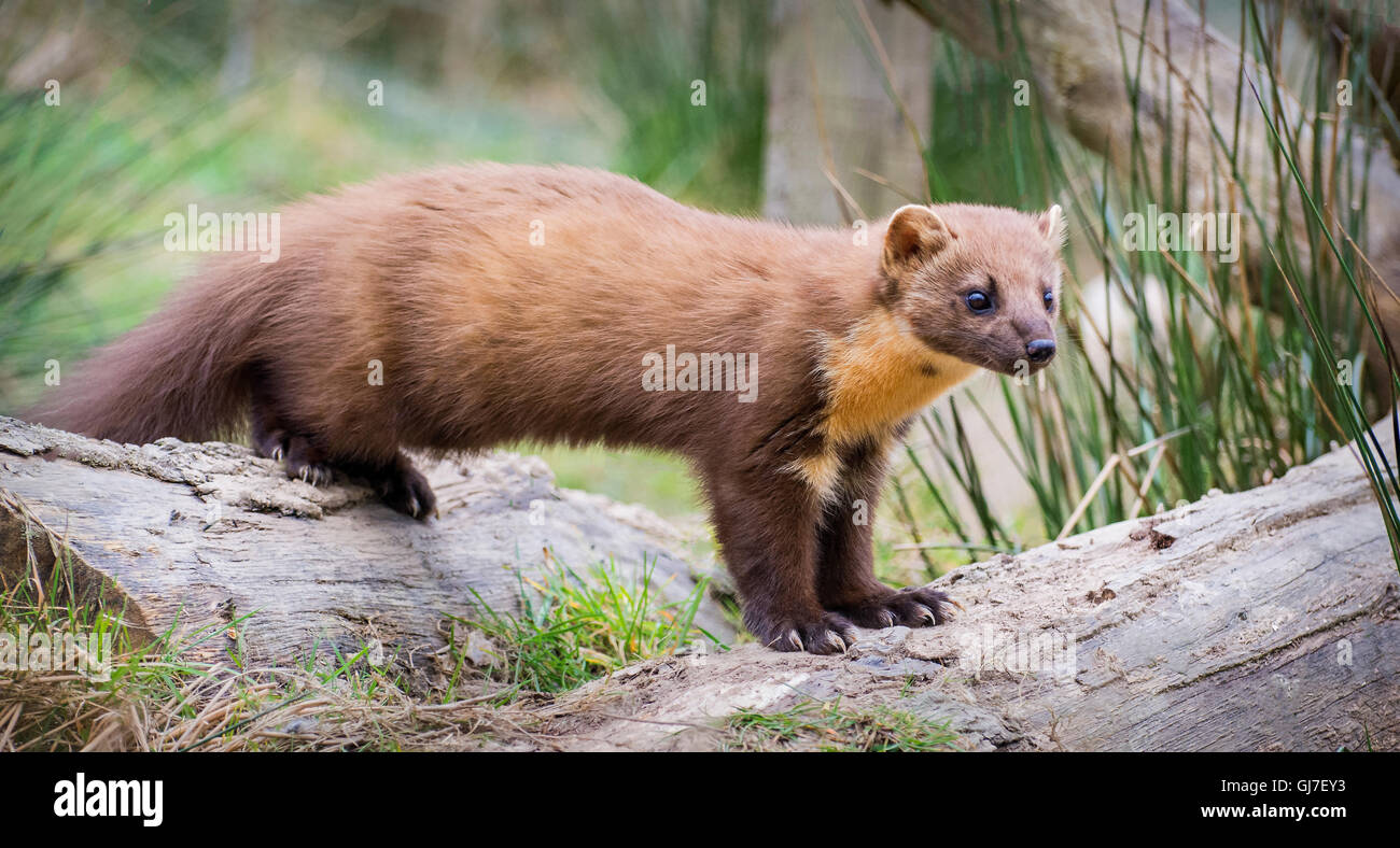 Cute pine marten hi-res stock photography and images - Alamy