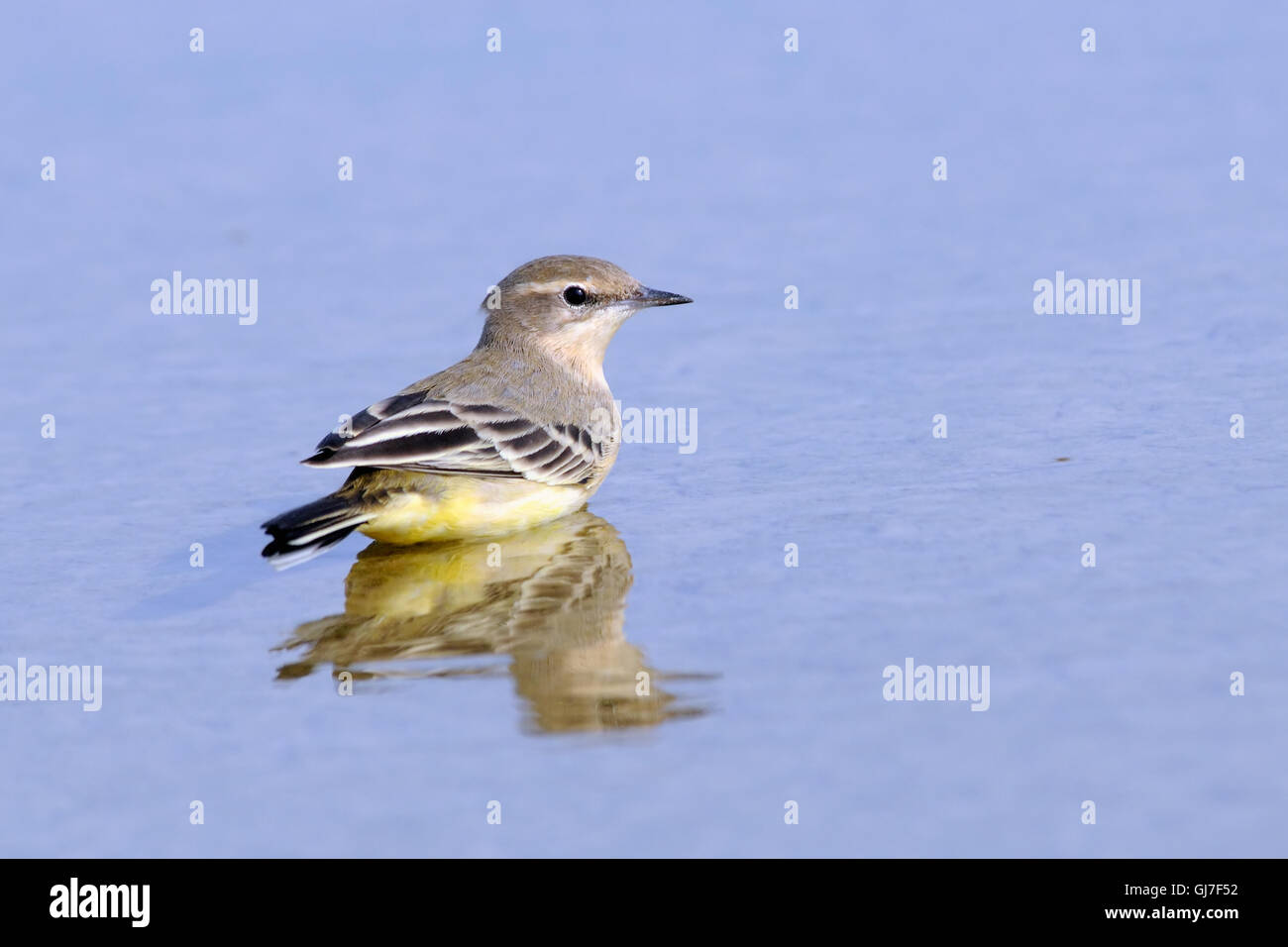 Yellow wagtail (Motacilla flava) reflected in water. Manych lake ...