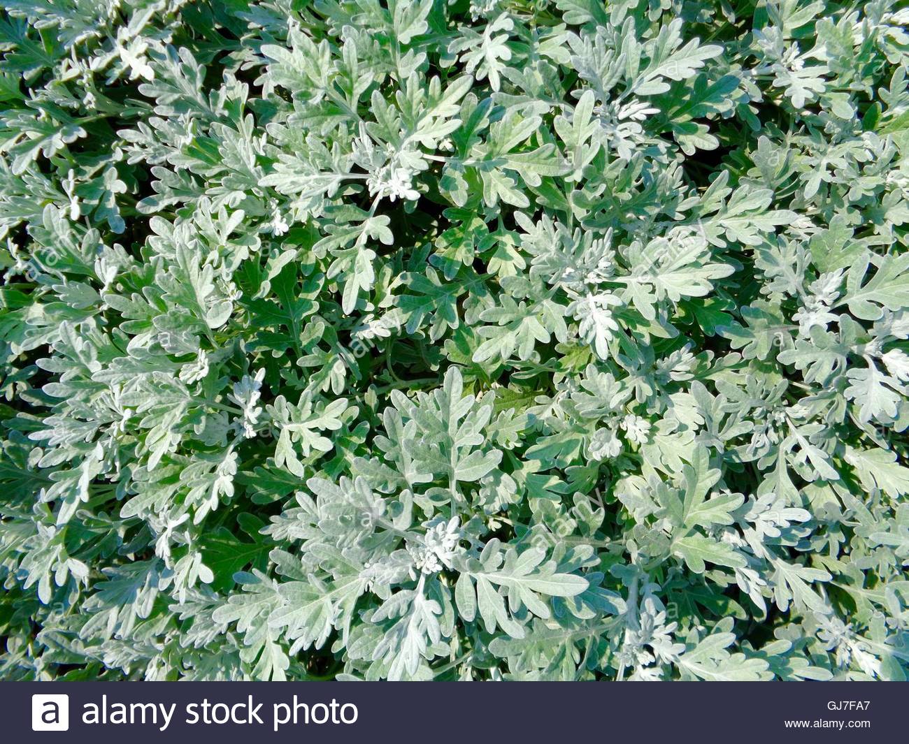 Artemisia Stelleriana High Resolution Stock Photography and Images - Alamy