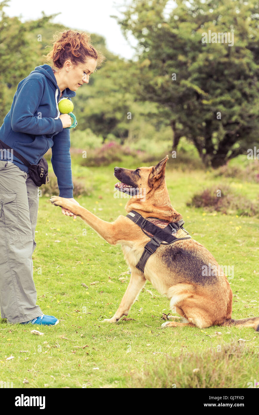 dog say hello with paw to young woman owner Stock Photo - Alamy