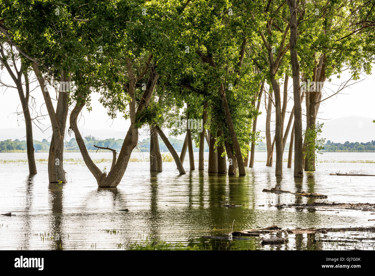 Water flooded around the trunks of trees Stock Photo - Alamy