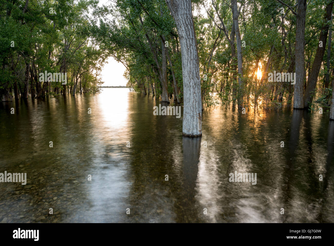 Flood forest hi-res stock photography and images - Alamy