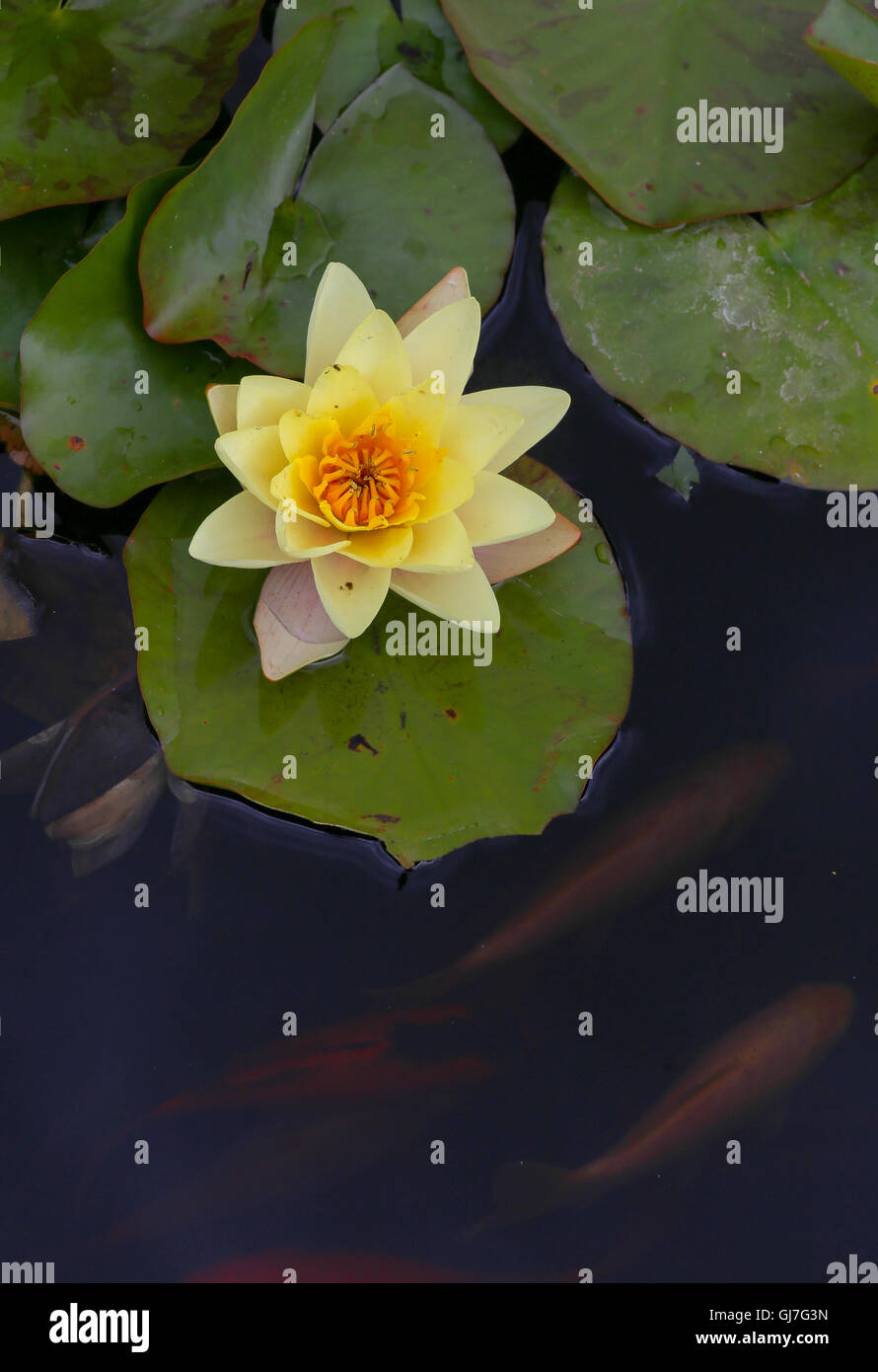 Lotus koi hi-res stock photography and images - Alamy