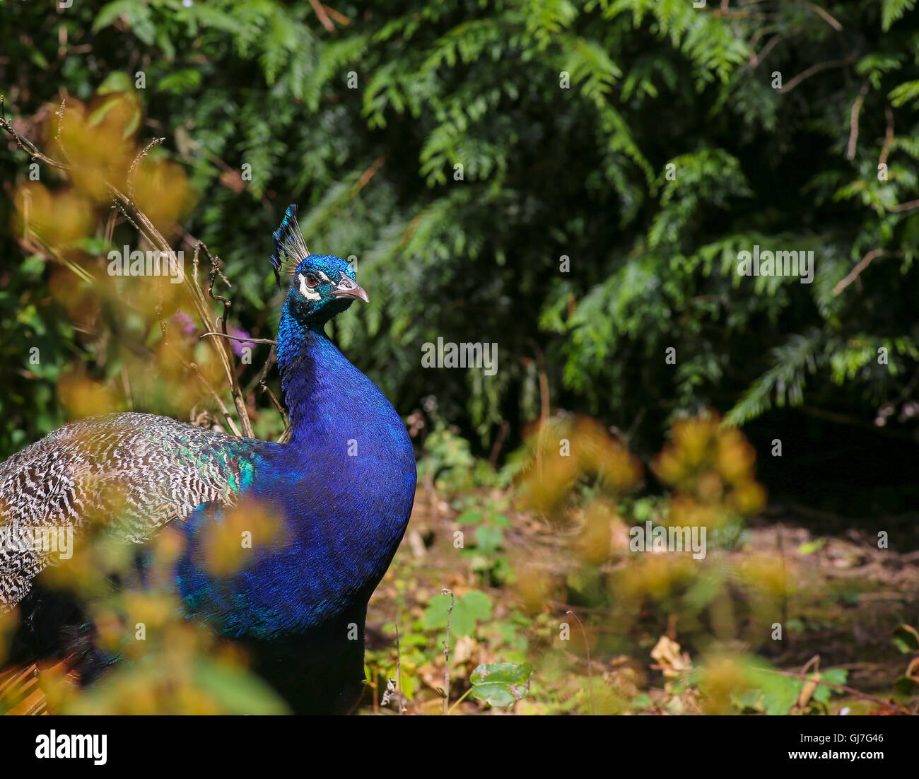 Peacock Indian peafowl in the forest dark green background Stock Photo ...