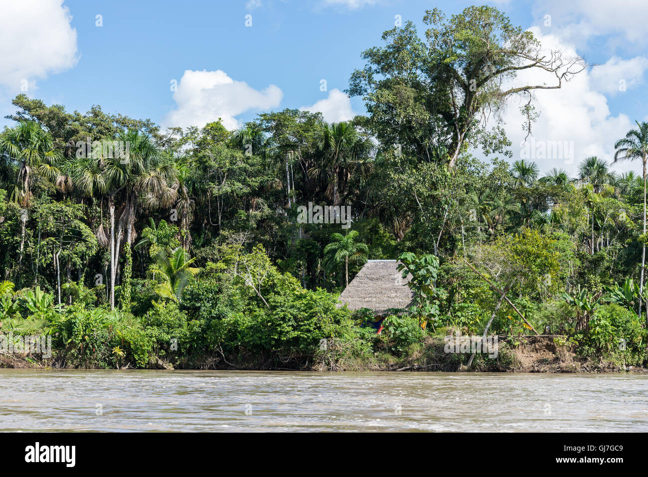 Native people live in grass-top hut by Rio Napo in the Amazons. Ecuador ...